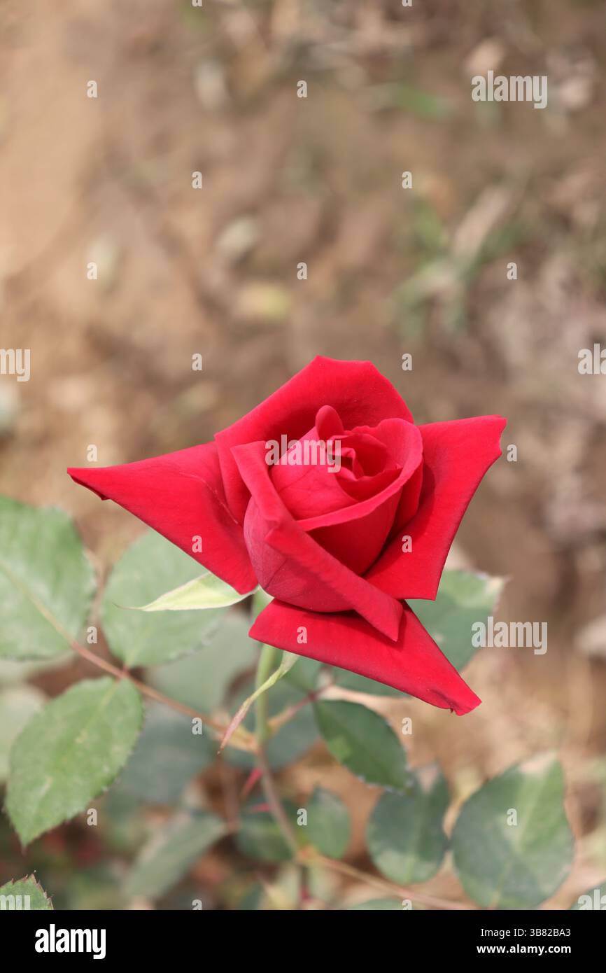 Captures the striking close up of a red rose, its petals unfurling in ...