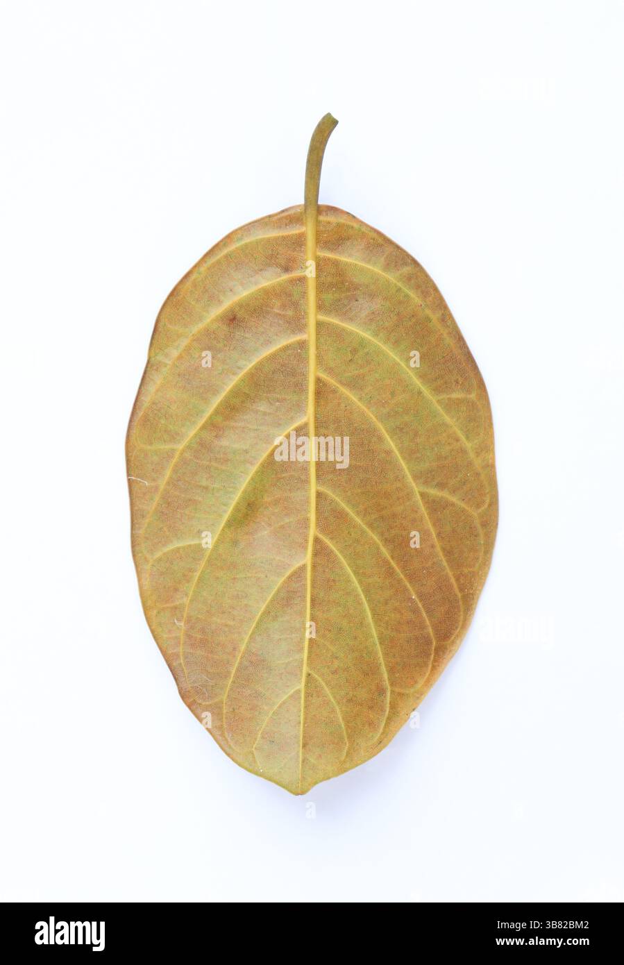 A slightly aged brown and green jackfruit leaf showcases an intricate ...