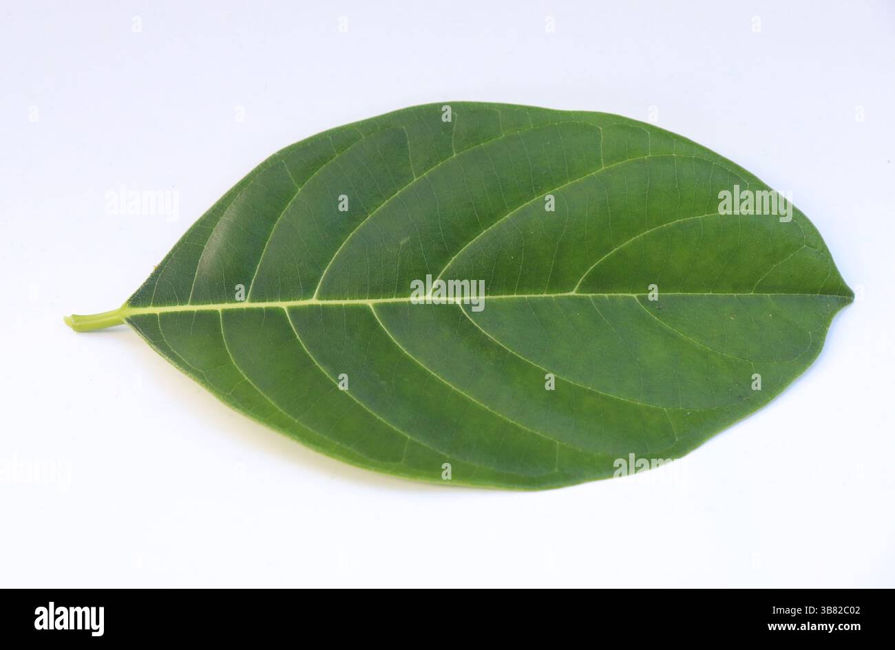 Captures a fresh, vibrant jackfruit leaf showcased against a pristine ...
