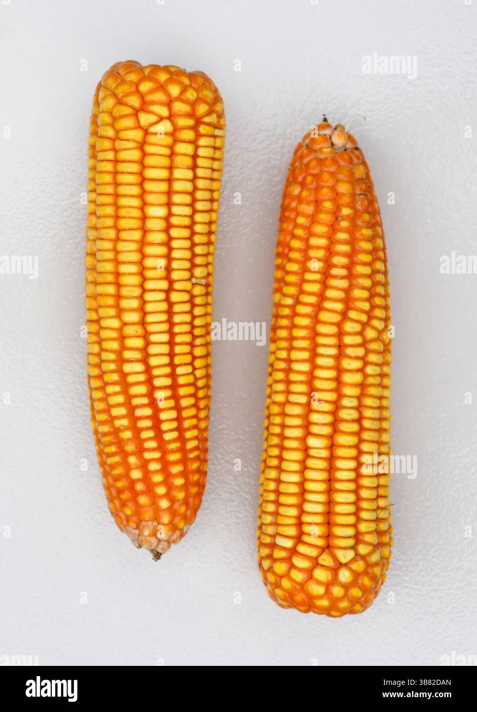 Featured are two vibrant ears of dried yellow corn, closely placed on a ...