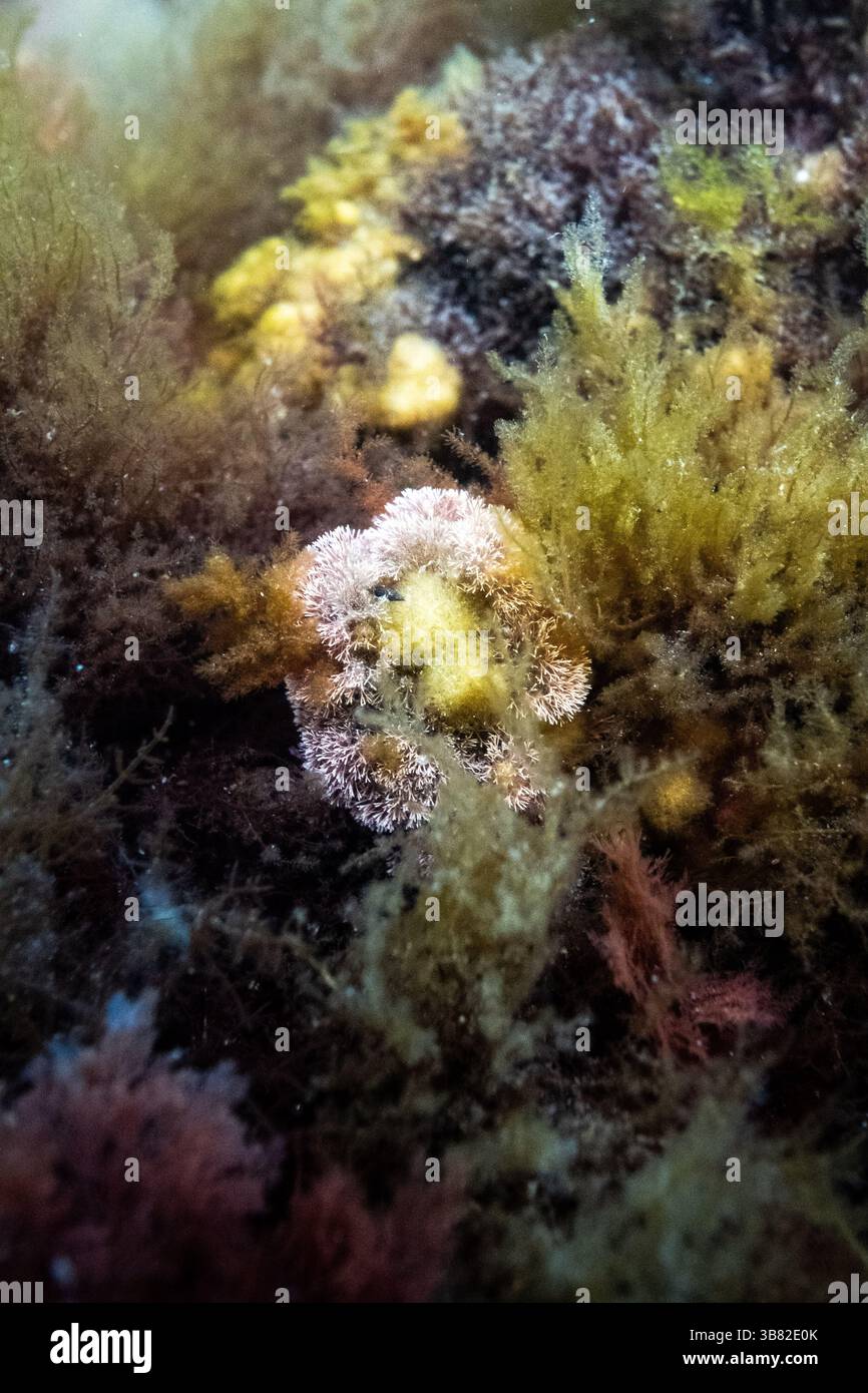 Underwater photograph of a seaweed reef of varying colours including ...