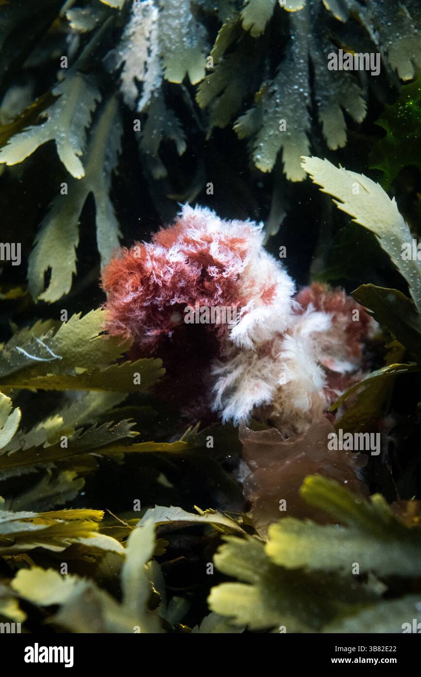 Underwater photograph of a seaweed reef of varying colours including ...