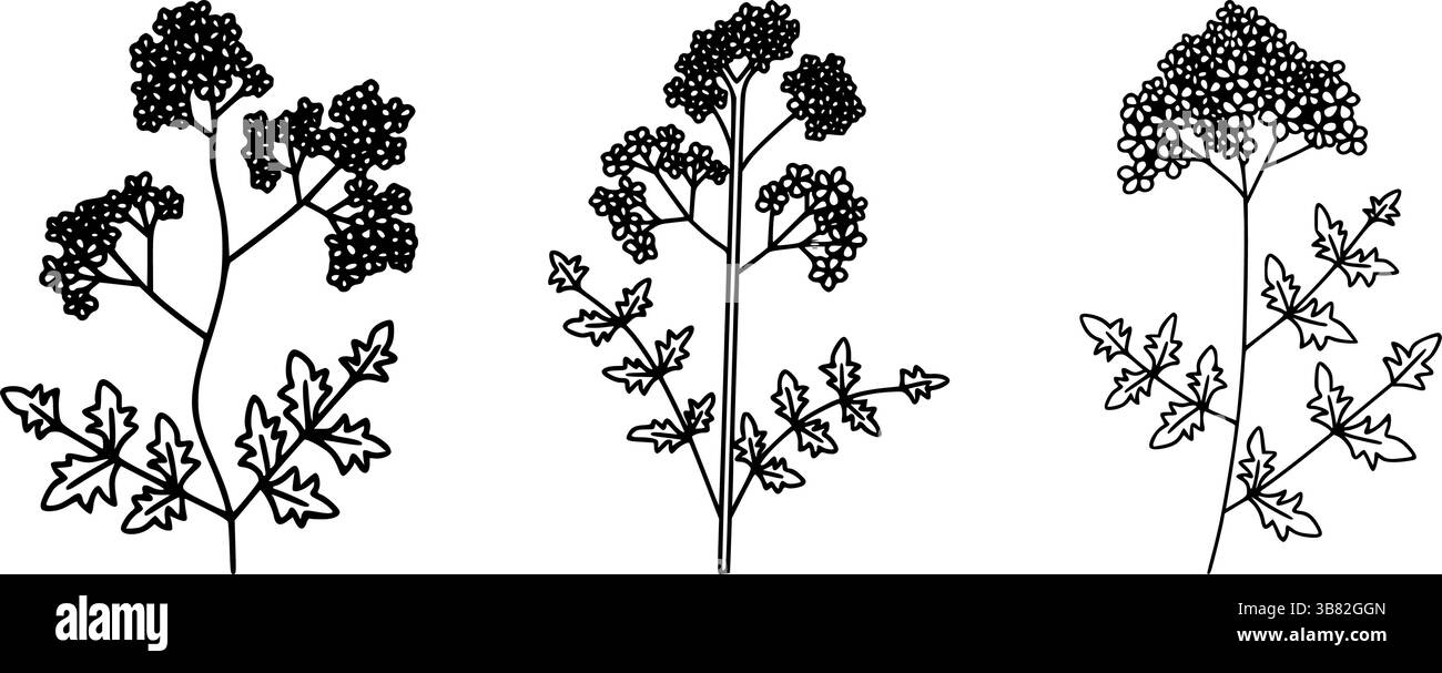 Valerian herb flower silhouette set, Hand drawn botanical vector ...