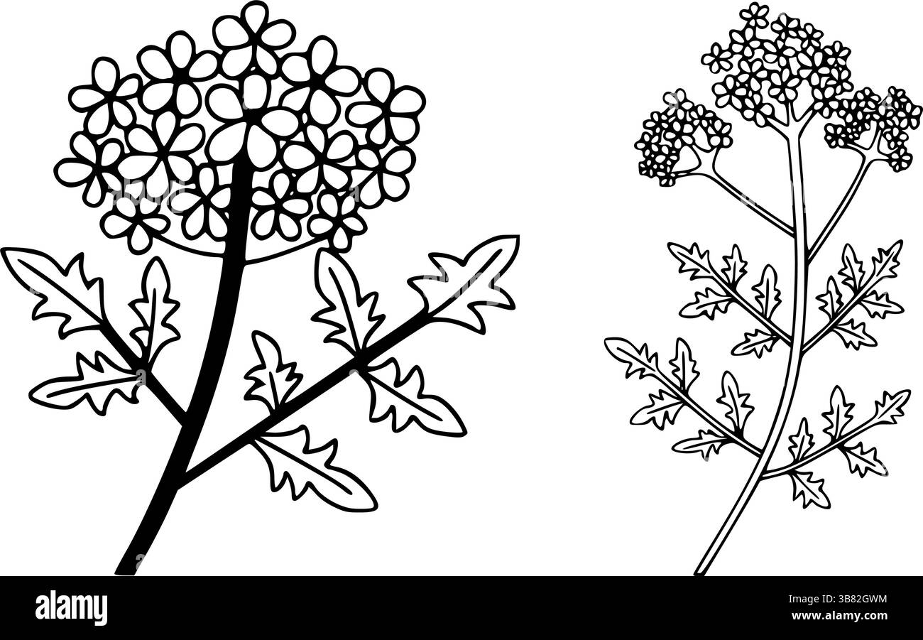 Valerian herb flower silhouette set, Hand drawn botanical vector ...