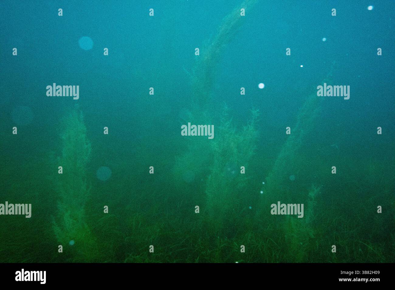 Underwater photograph in the English Channel of the Atlantic Ocean of a ...