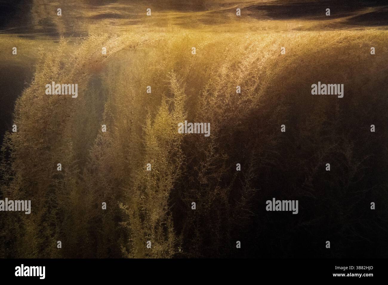 Underwater photograph in the English Channel of the Atlantic Ocean of a ...