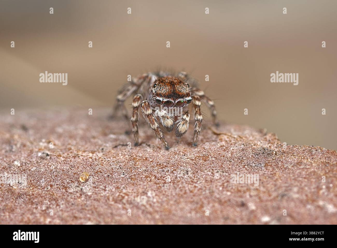 A male Peacock spider, Maratus spicatus, in his breeding colours for ...