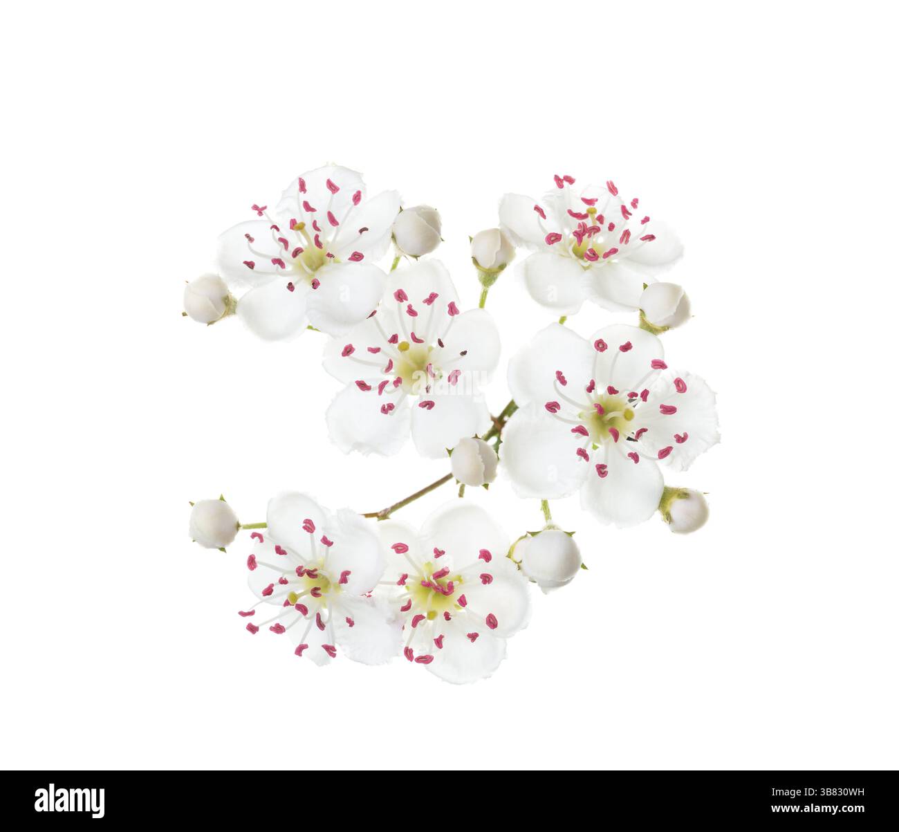 White flowers of Hawthorn (May-tree) isolated on white background ...