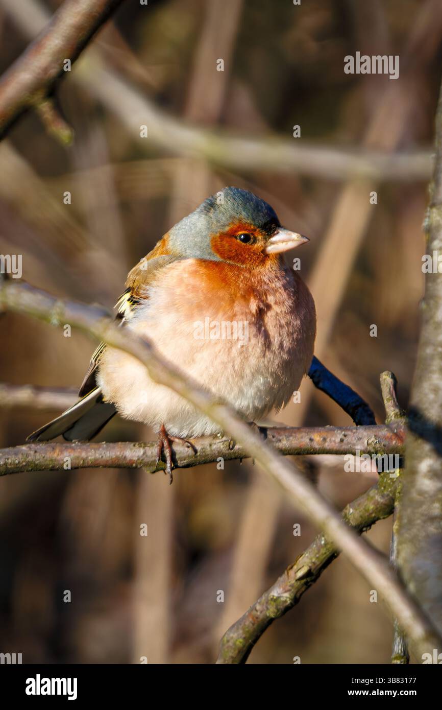 Bird photo entomology hi-res stock photography and images - Alamy