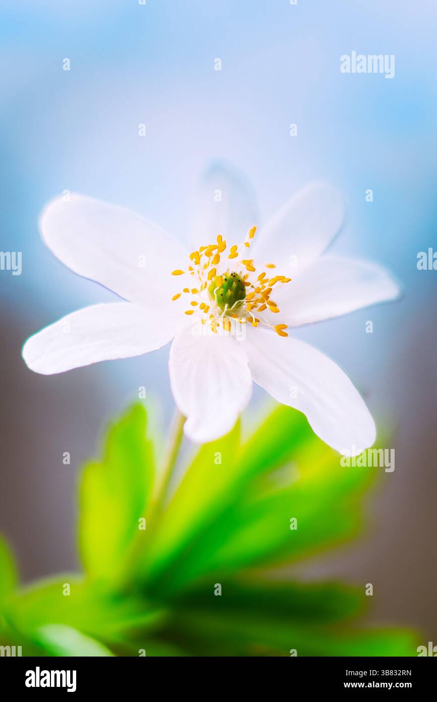White Flower in Macro Photography. Natural Elegance and Delicacy Stock ...