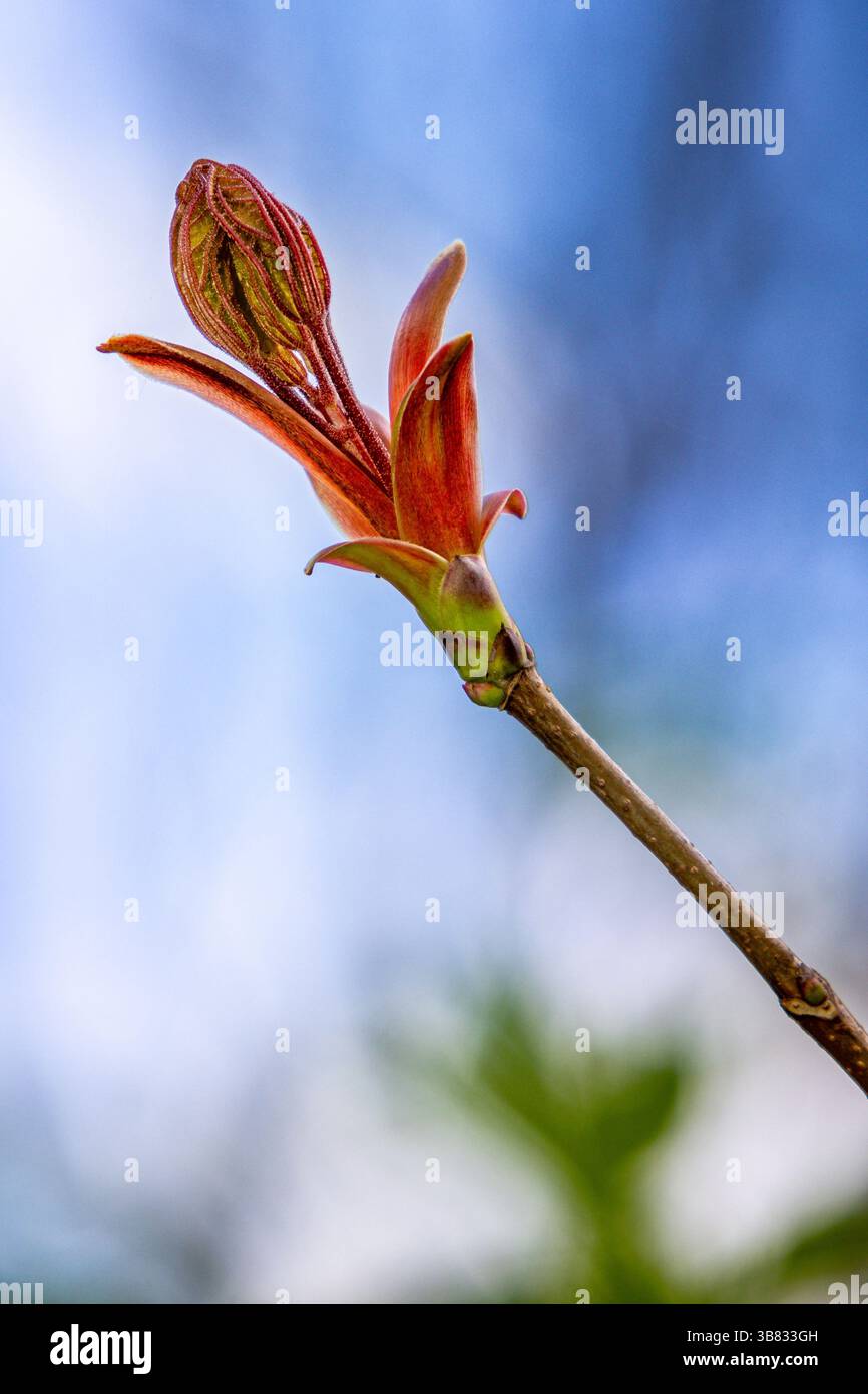 Vibrant growth cycle hi-res stock photography and images - Alamy