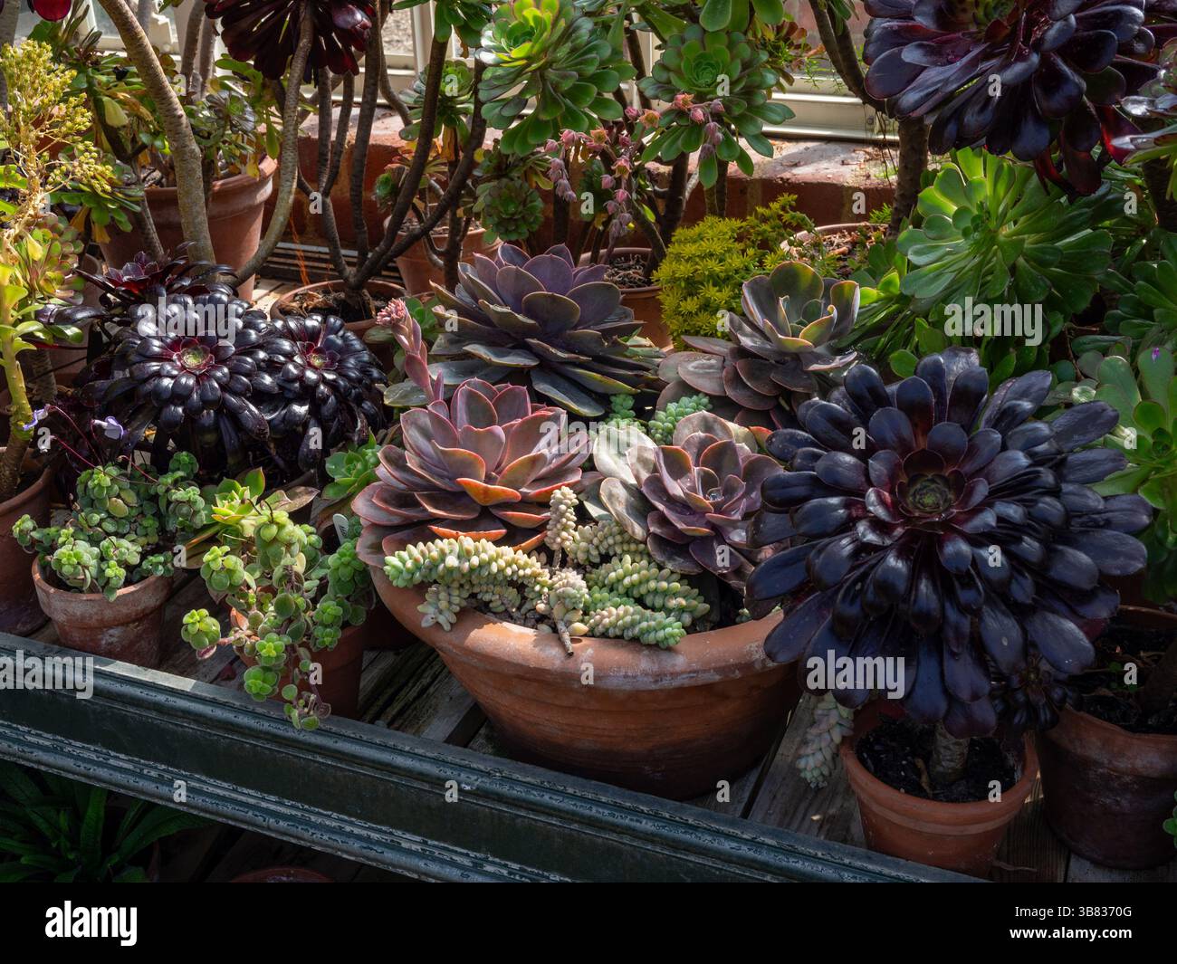 Succulents in pots hi-res stock photography and images - Alamy