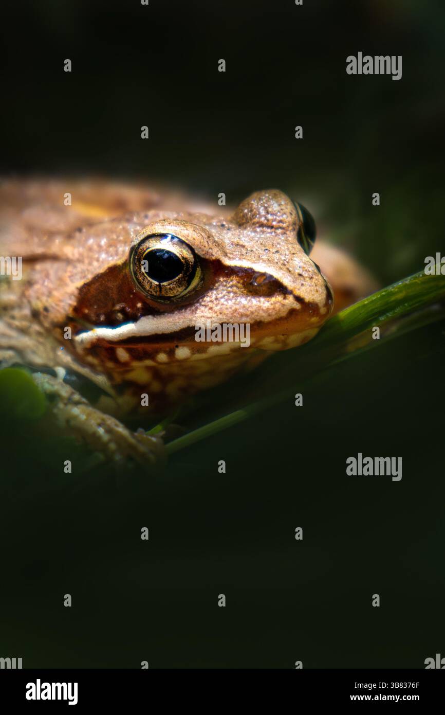 Frog in Macro Photography. Skin and Eye Details Stock Photo - Alamy