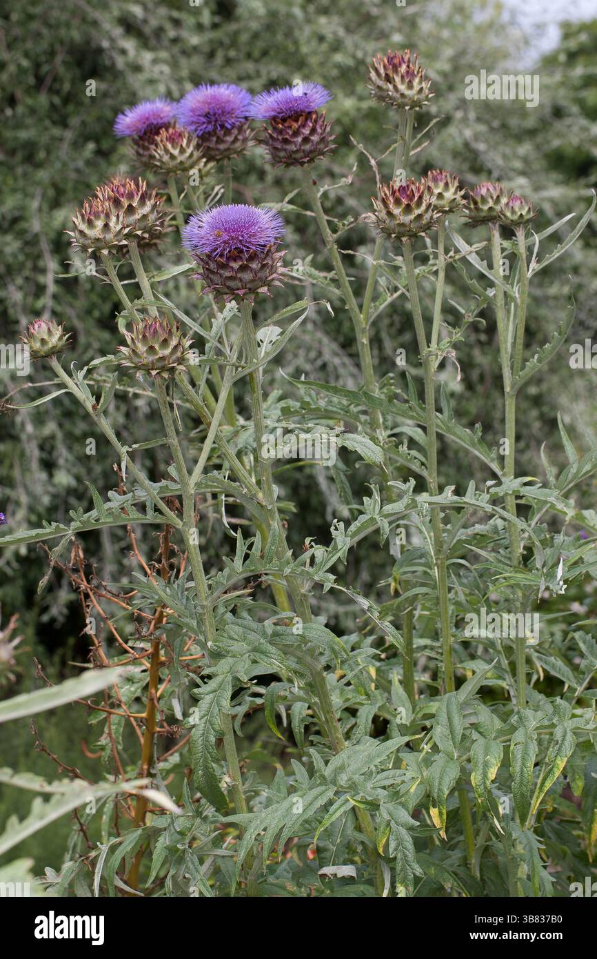 Kardy hi-res stock photography and images - Alamy