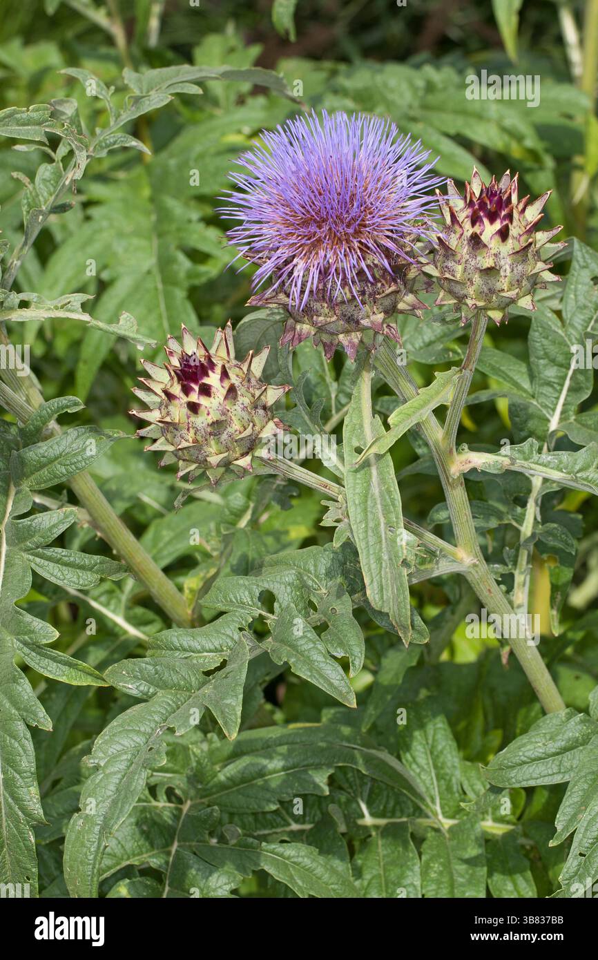 Artichoke thistle hi-res stock photography and images - Alamy