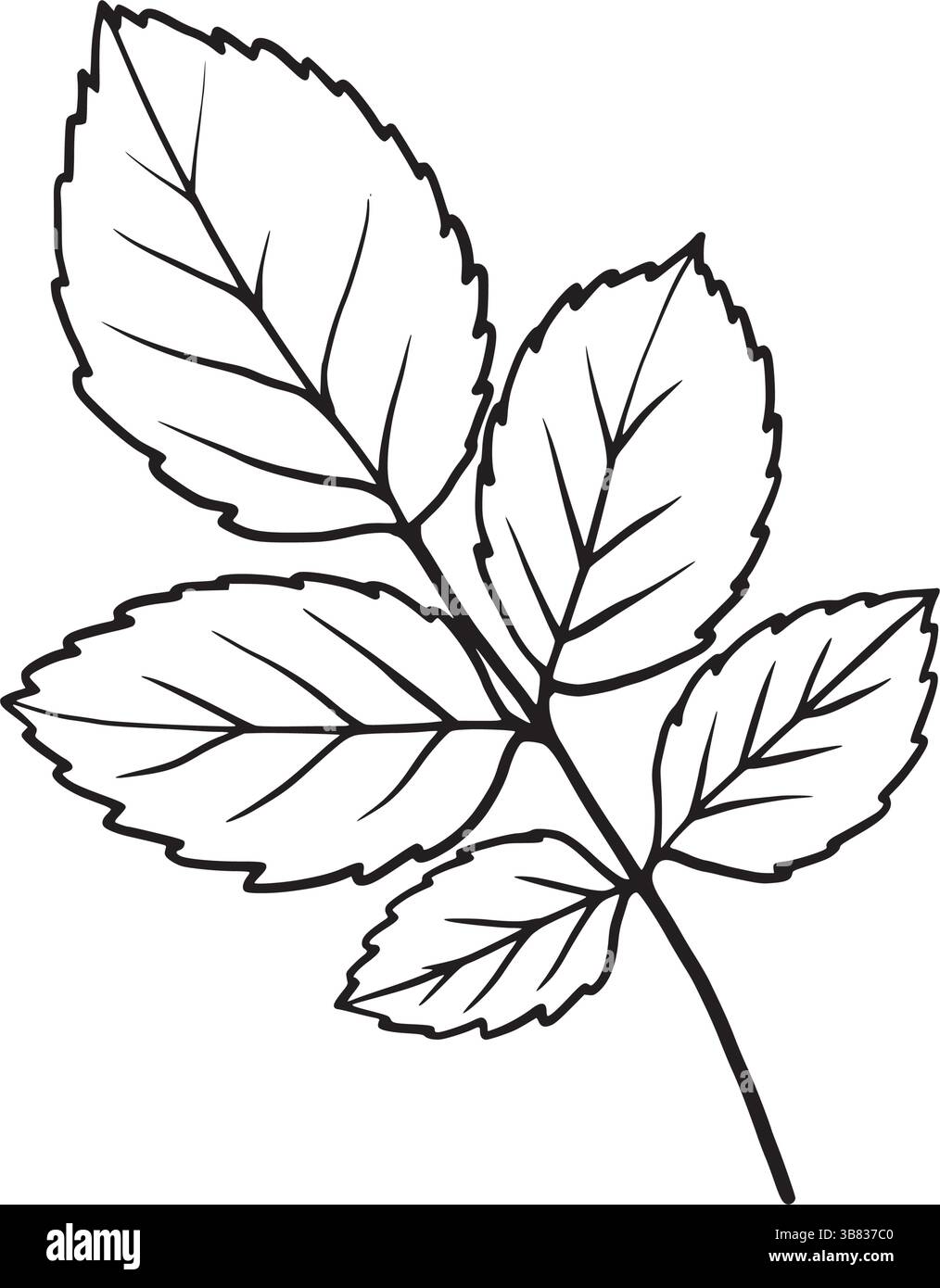 Raspberry and rosehip leaf branches, vector line art drawing. Black ...