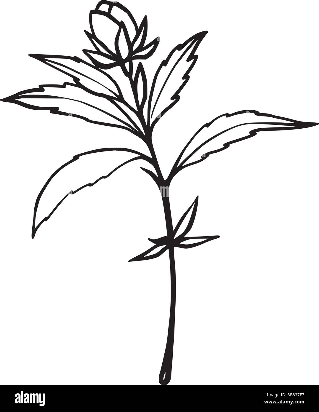 Herbal flower stem, black and white vector drawing resembling St. Johns ...
