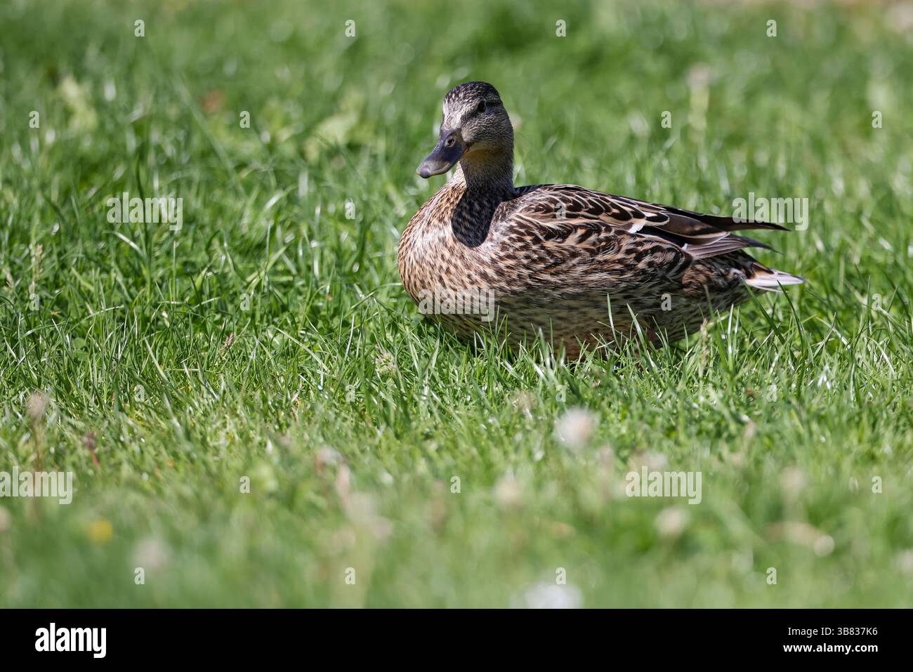 Leipzig, Germany. 06th May, 2025. A female mallard walks through a ...