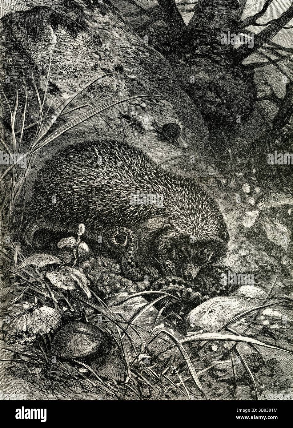 European hedgehog ( Erinaceus europæus ) - Hedgehog Fighting Adder in ...