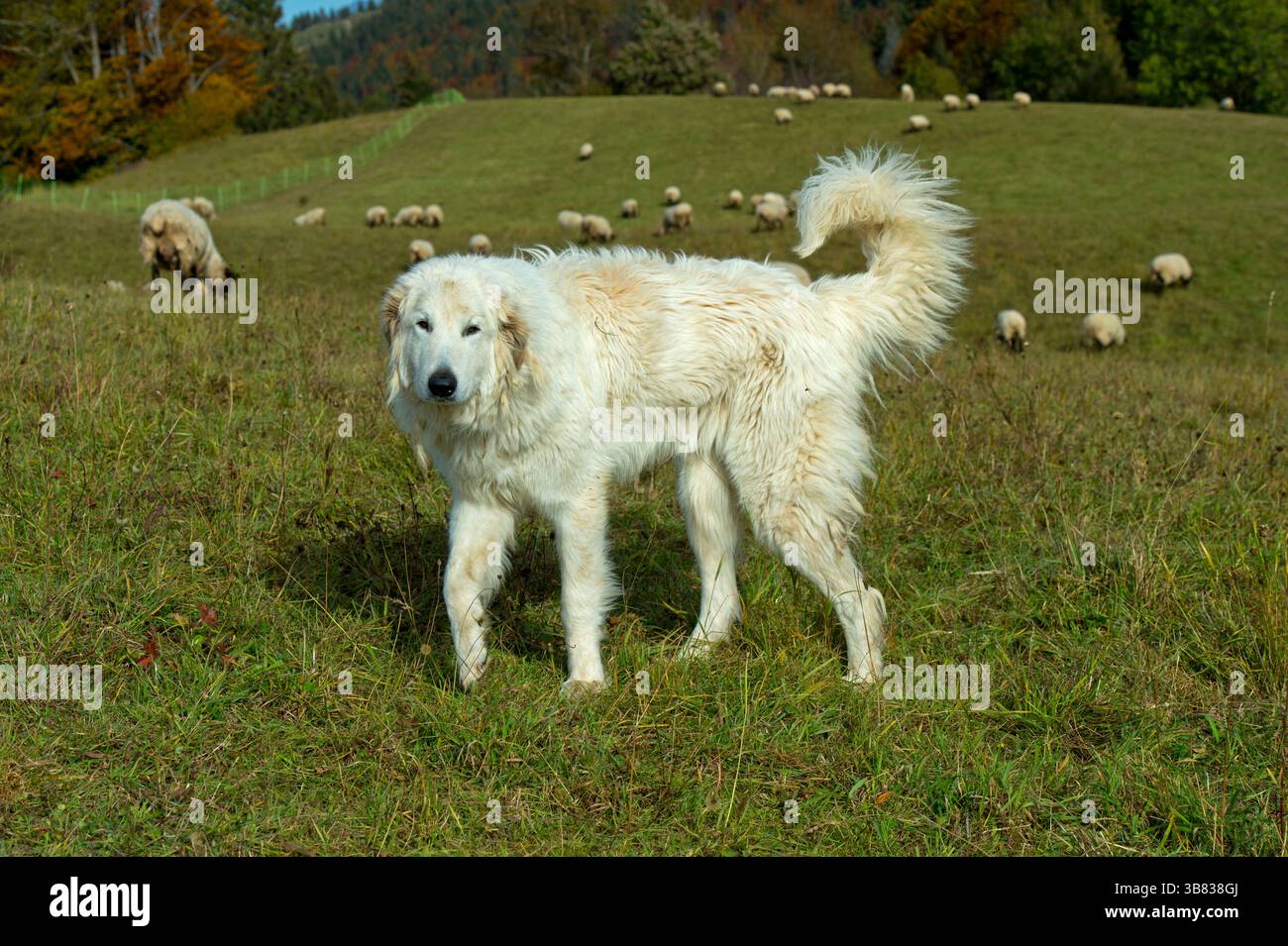 Chien des pyrenees hi-res stock photography and images - Alamy