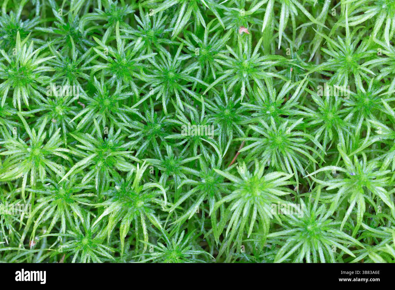 Tall and robust Sphagnum riparium has sharply conic and conspicuous ...