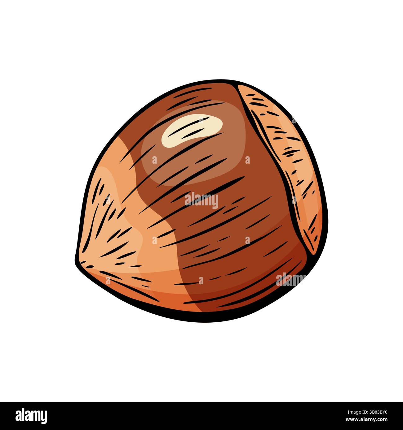 Color vector illustration of a single hazelnut with detail and shading ...