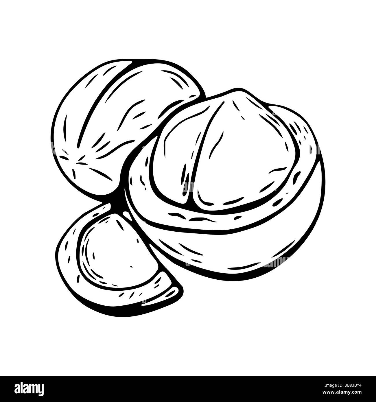 Black and white vector illustration of a macadamia nut in cross-section ...