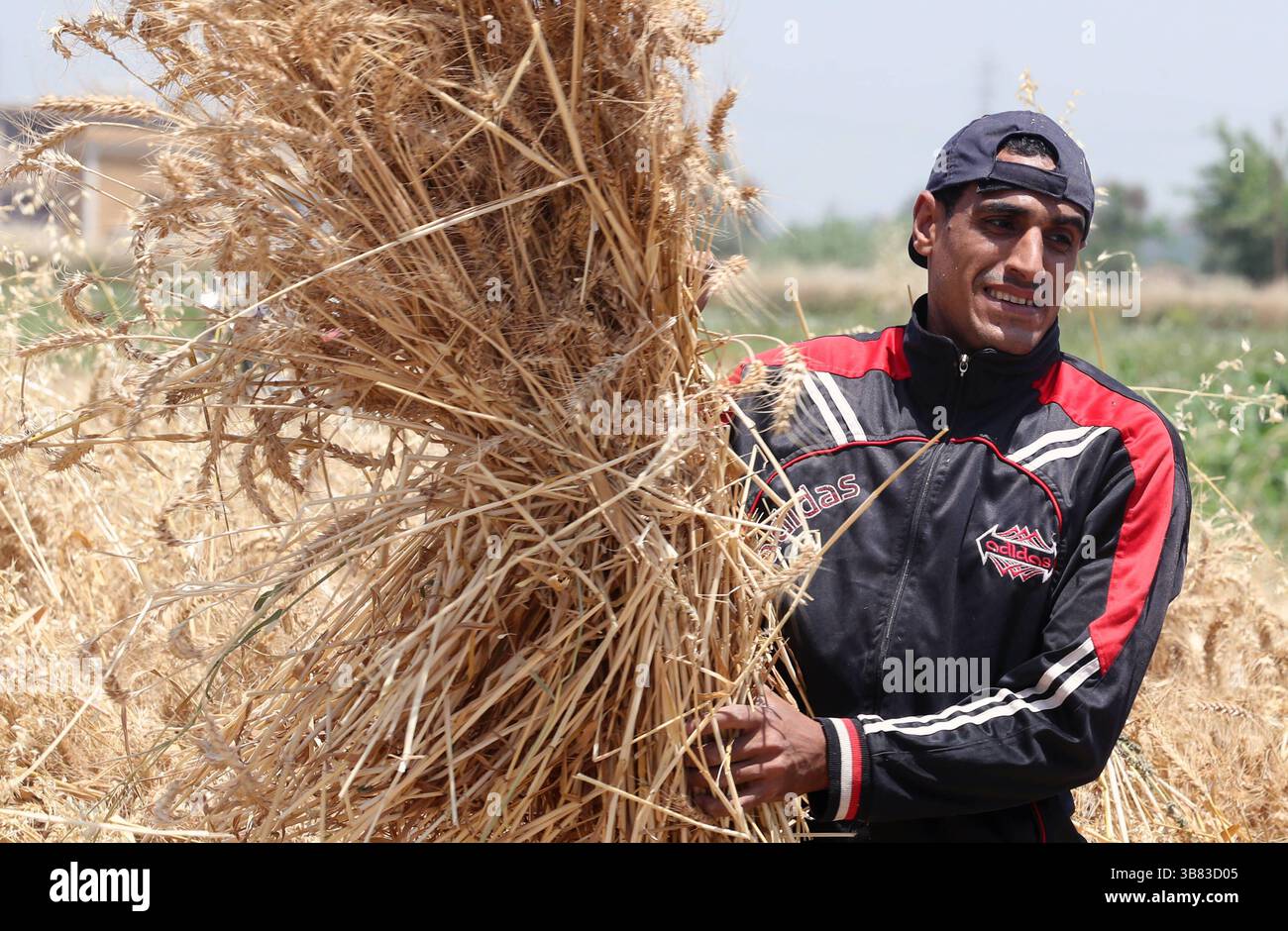 Wheat harvesting in Egypt An Egyptian farmer takes part in wheat ...