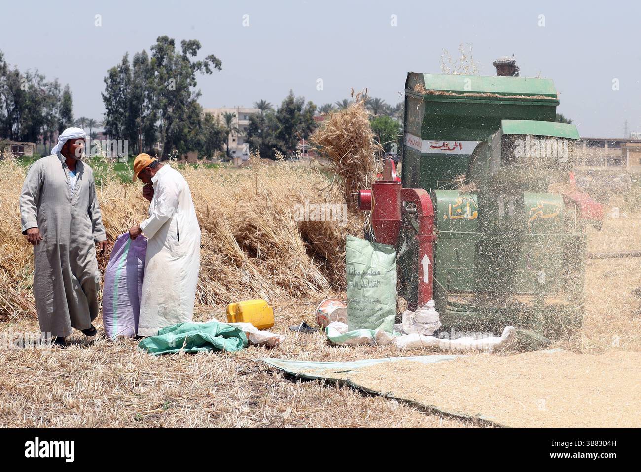 Wheat harvesting in Egypt An Egyptian farmer takes part in wheat ...