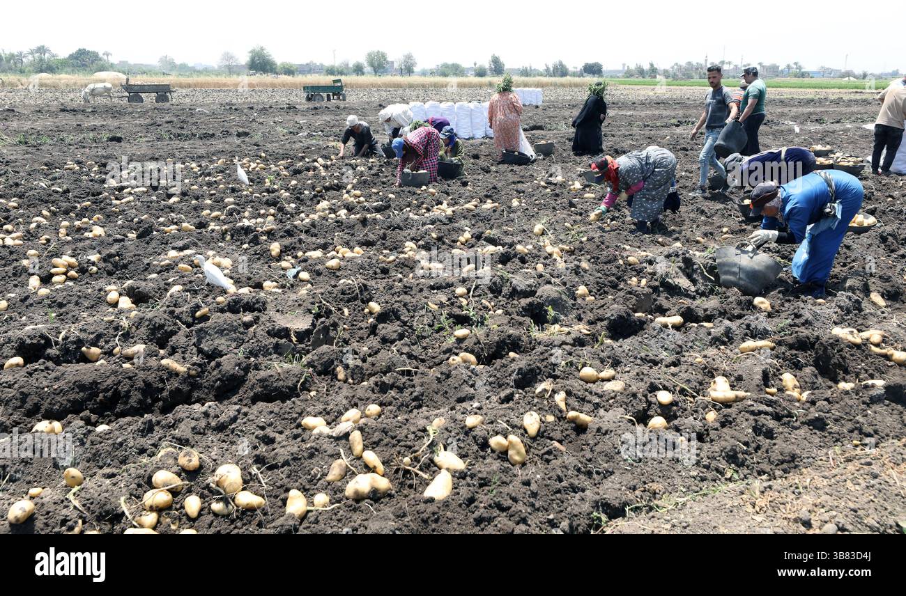 Potatoes harvesting in Egypt Egyptian farmers collect potatoes in a ...
