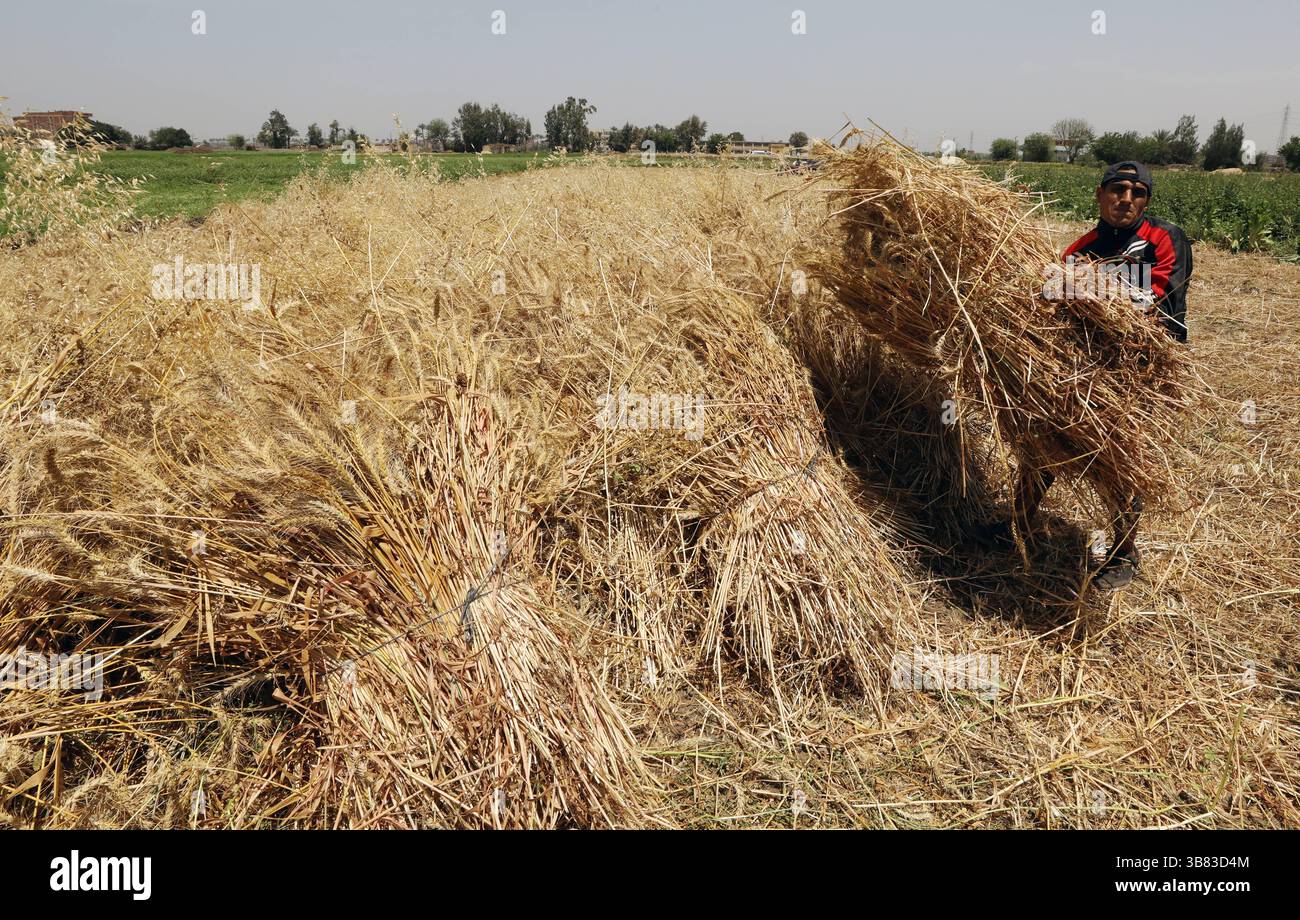 Wheat harvesting in Egypt An Egyptian farmer takes part in wheat ...