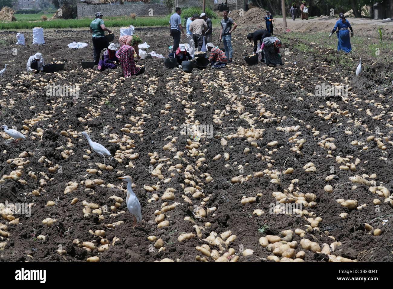 Potatoes harvesting in Egypt Egyptian farmers collect potatoes in a ...