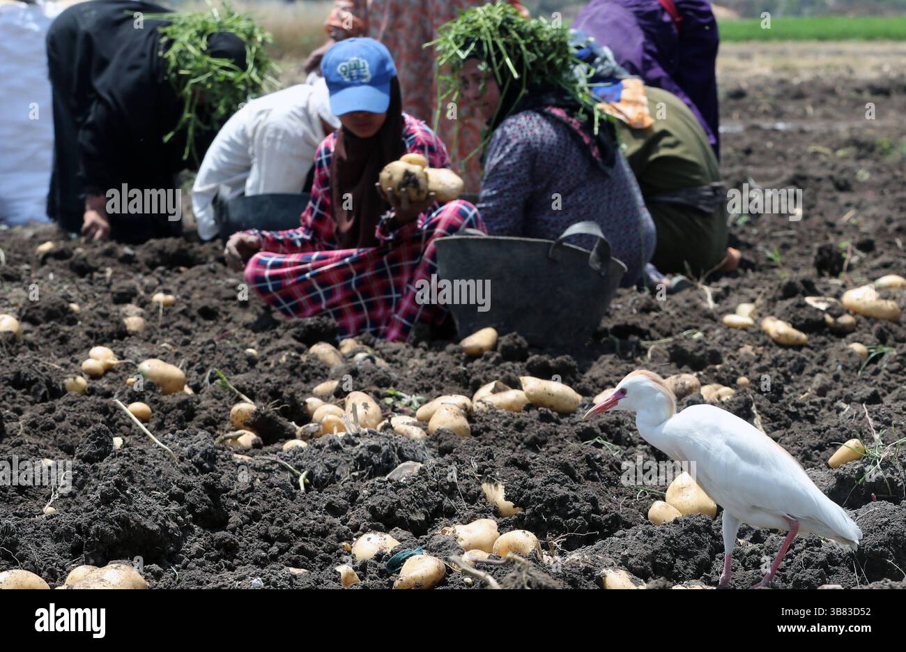 Potatoes harvesting in Egypt Egyptian farmers collect potatoes in a ...