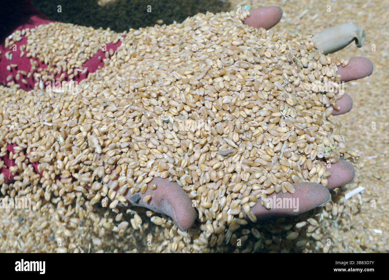 Wheat harvesting in Egypt An Egyptian farmer takes part in wheat ...