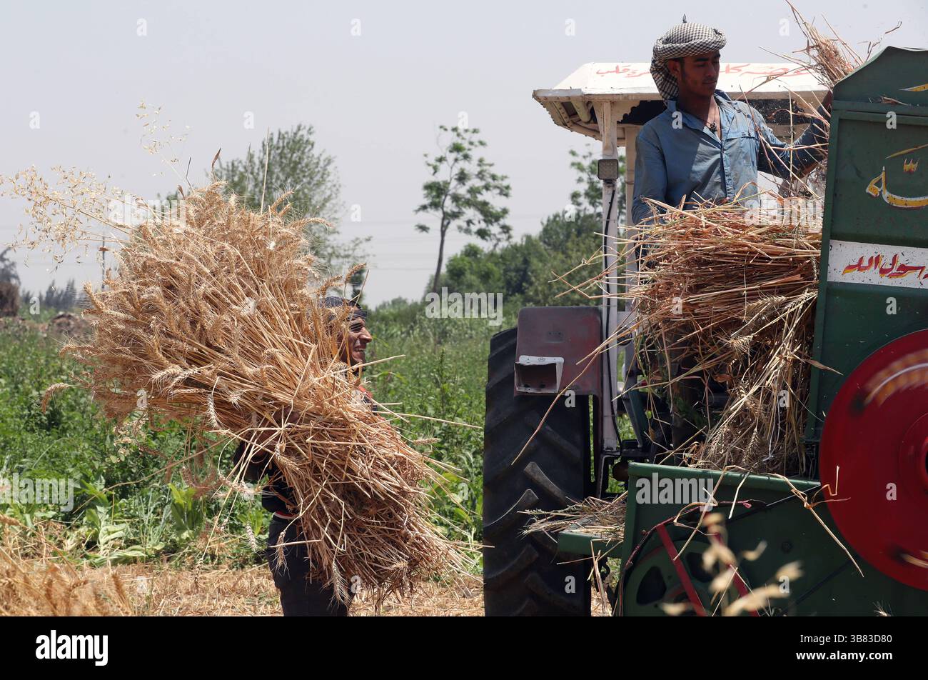 Wheat harvesting in Egypt An Egyptian farmer takes part in wheat ...