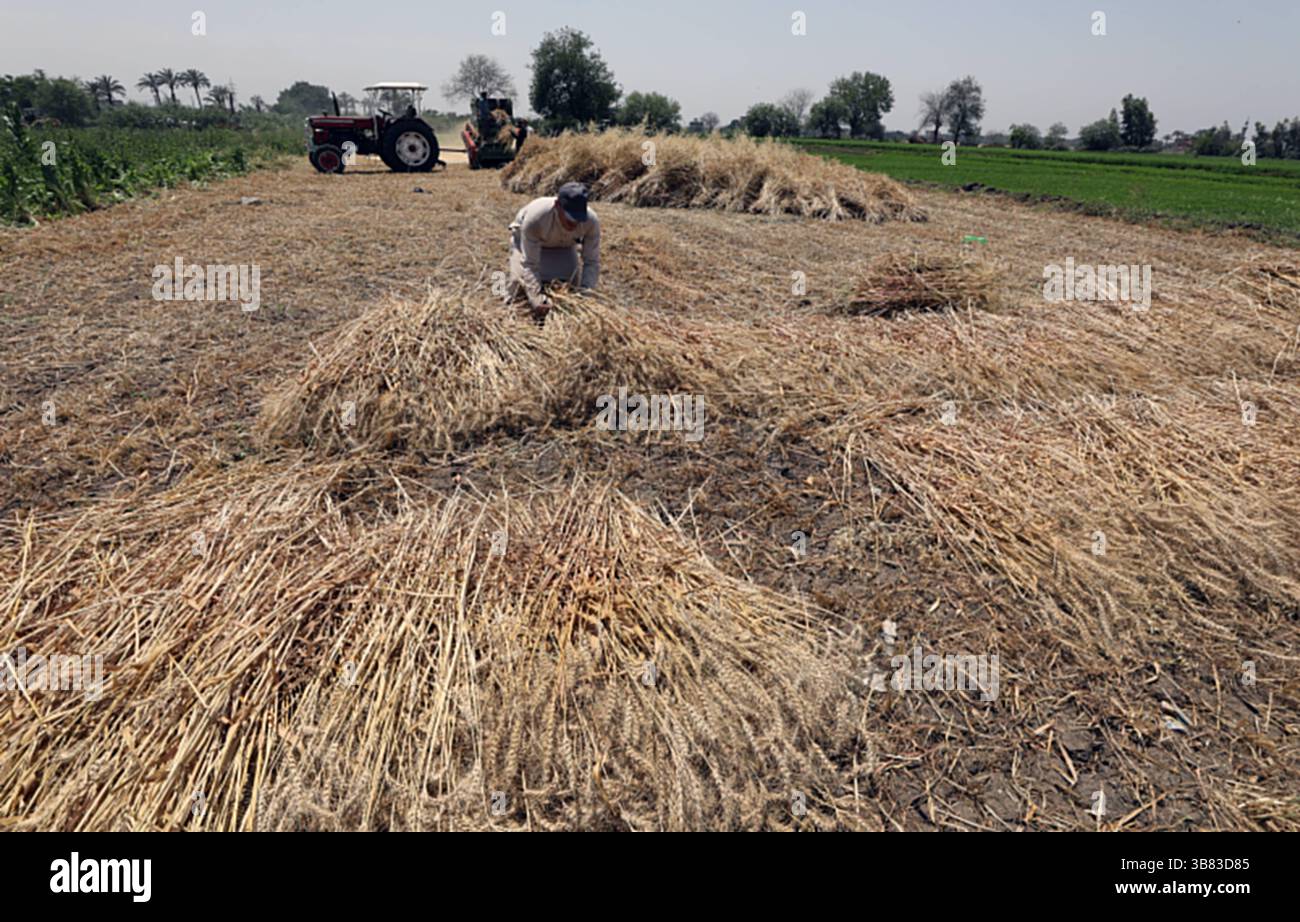 Wheat harvesting in Egypt An Egyptian farmer takes part in wheat ...