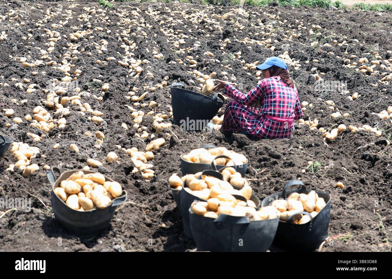 Potatoes harvesting in Egypt Egyptian farmers collect potatoes in a ...