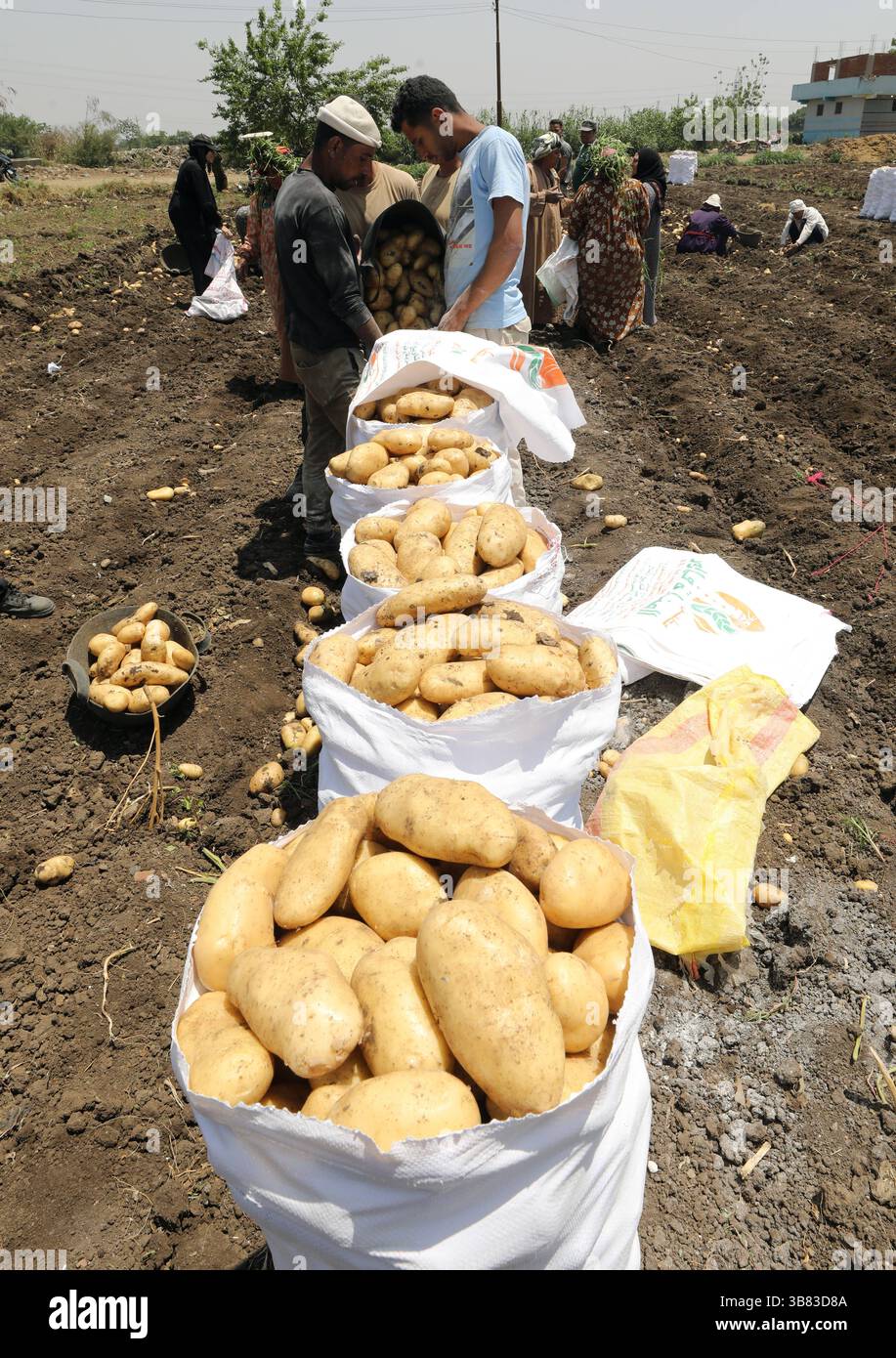 Potatoes harvesting in Egypt Egyptian farmers collect potatoes in a ...