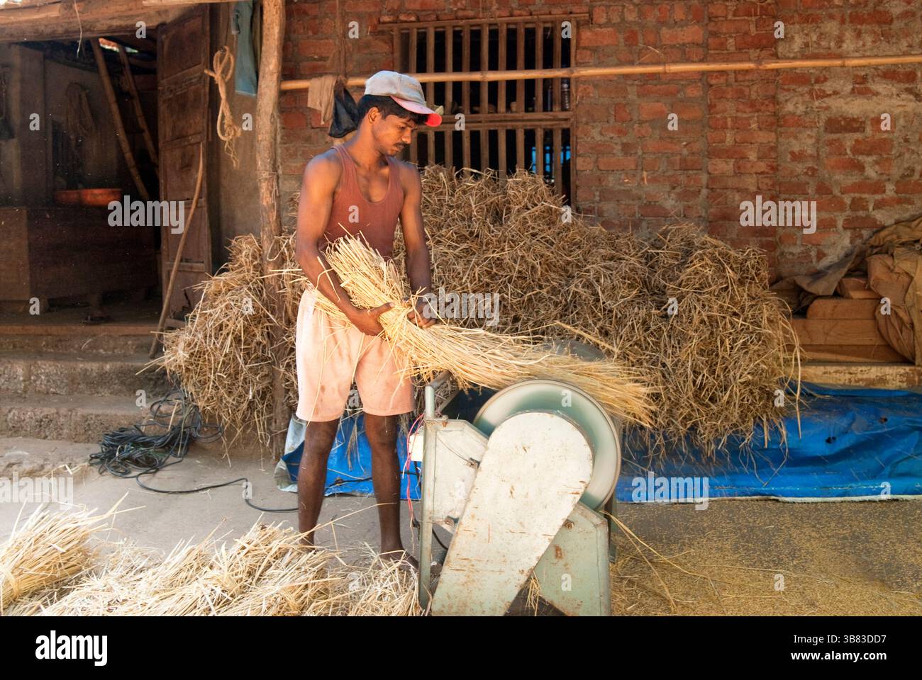 Farmer threshing crop on machinery at Anjarle village in state ...