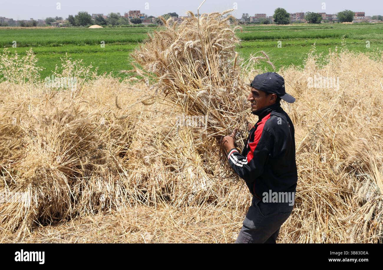 Wheat harvesting in Egypt An Egyptian farmer takes part in wheat ...