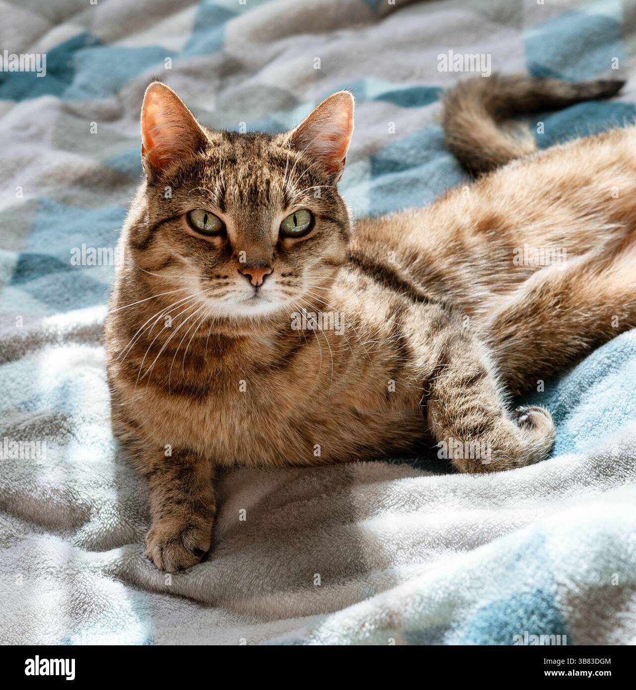 portrait of relaxed beige tabby cat with green eyes lounges comfortably ...