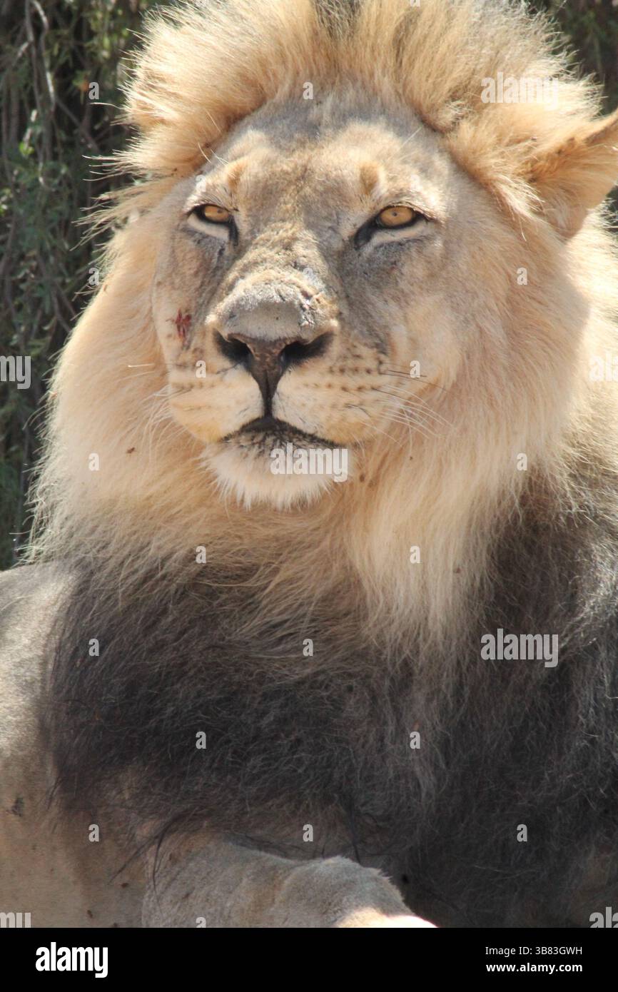 Big Mane Lion image taken in the Kgalagadi Transfrontier Park, in the ...