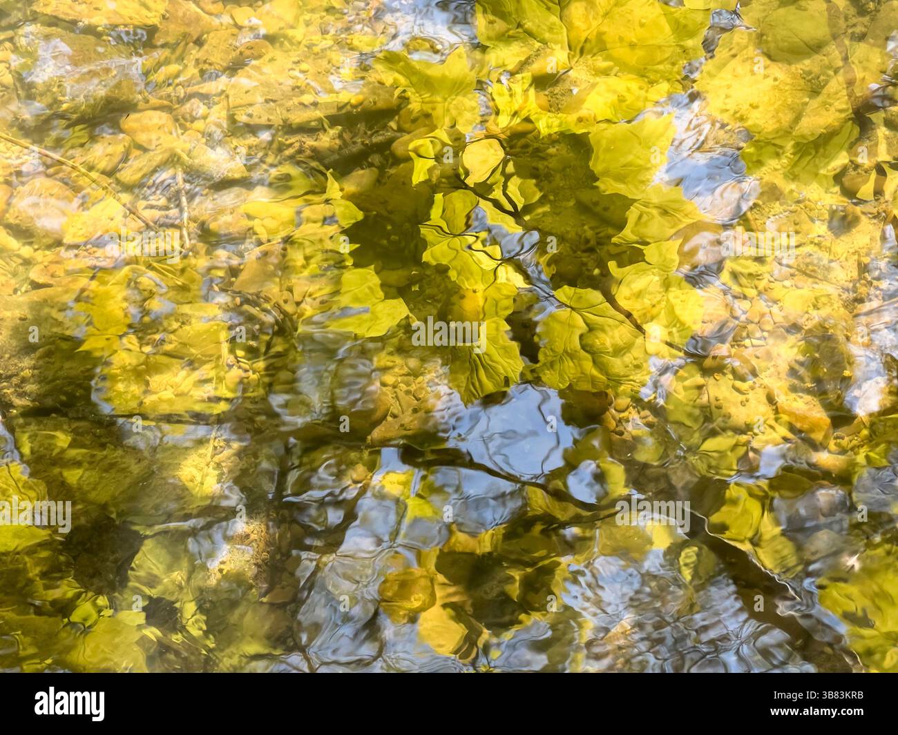 Water ripples patterns abstract hi-res stock photography and images - Alamy