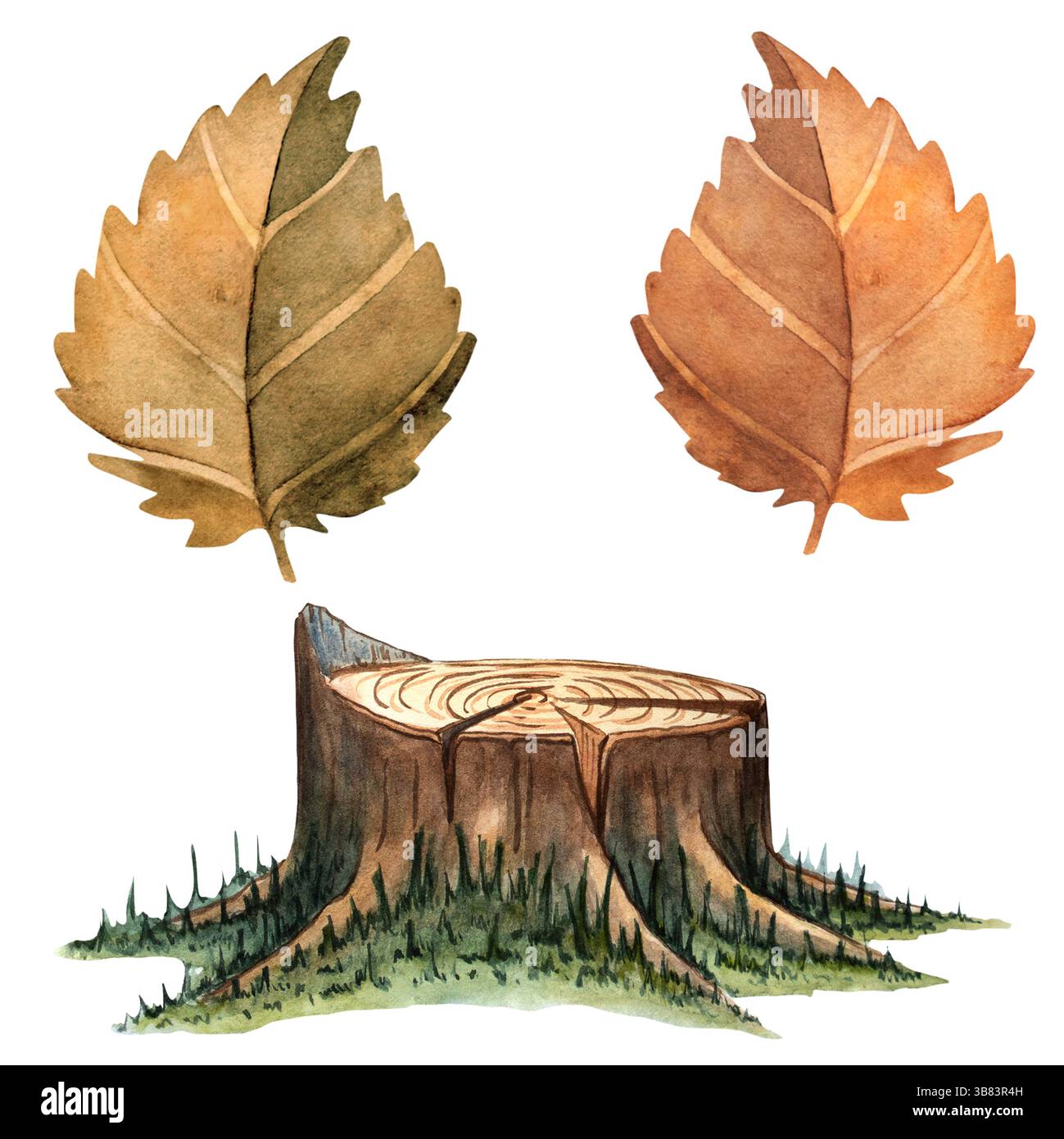 Watercolor illustration set of forest leaves and tree stumps. Hand ...