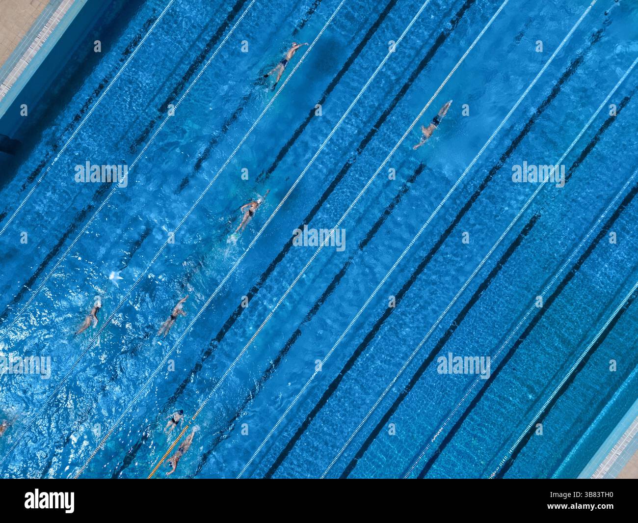 Top-down aerial view of swimmers training in an outdoor swimming pool ...
