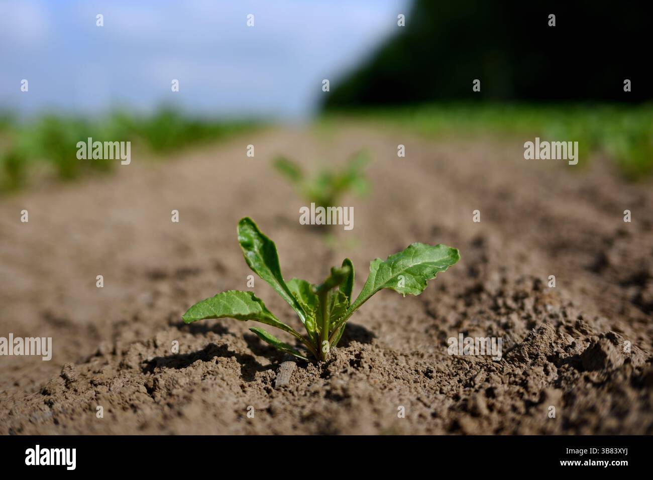 Geer, Belgium. 07th May, 2025. Illustration picture shows a field, in ...