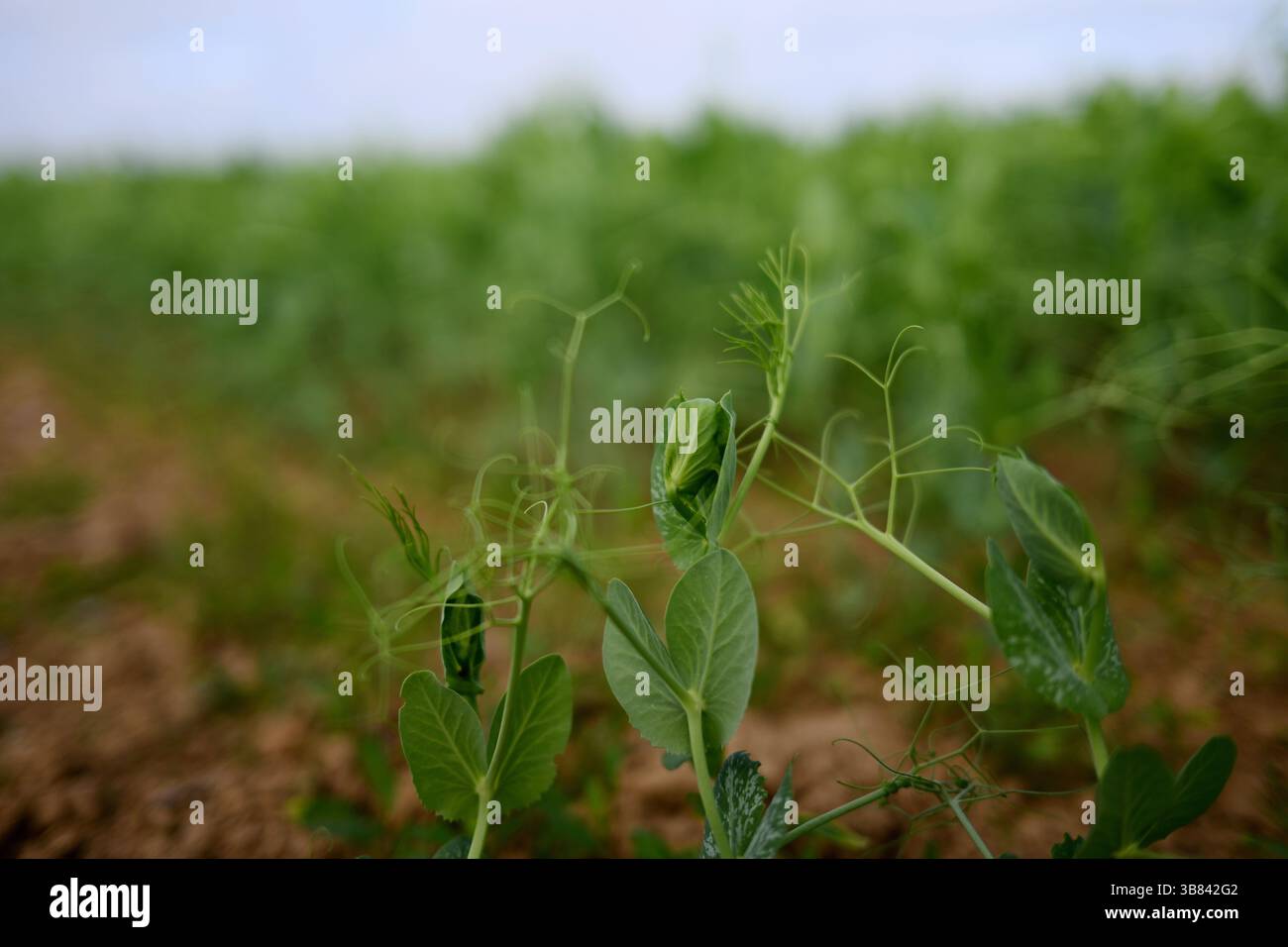Geer, Belgium. 07th May, 2025. Illustration picture shows a field, in ...