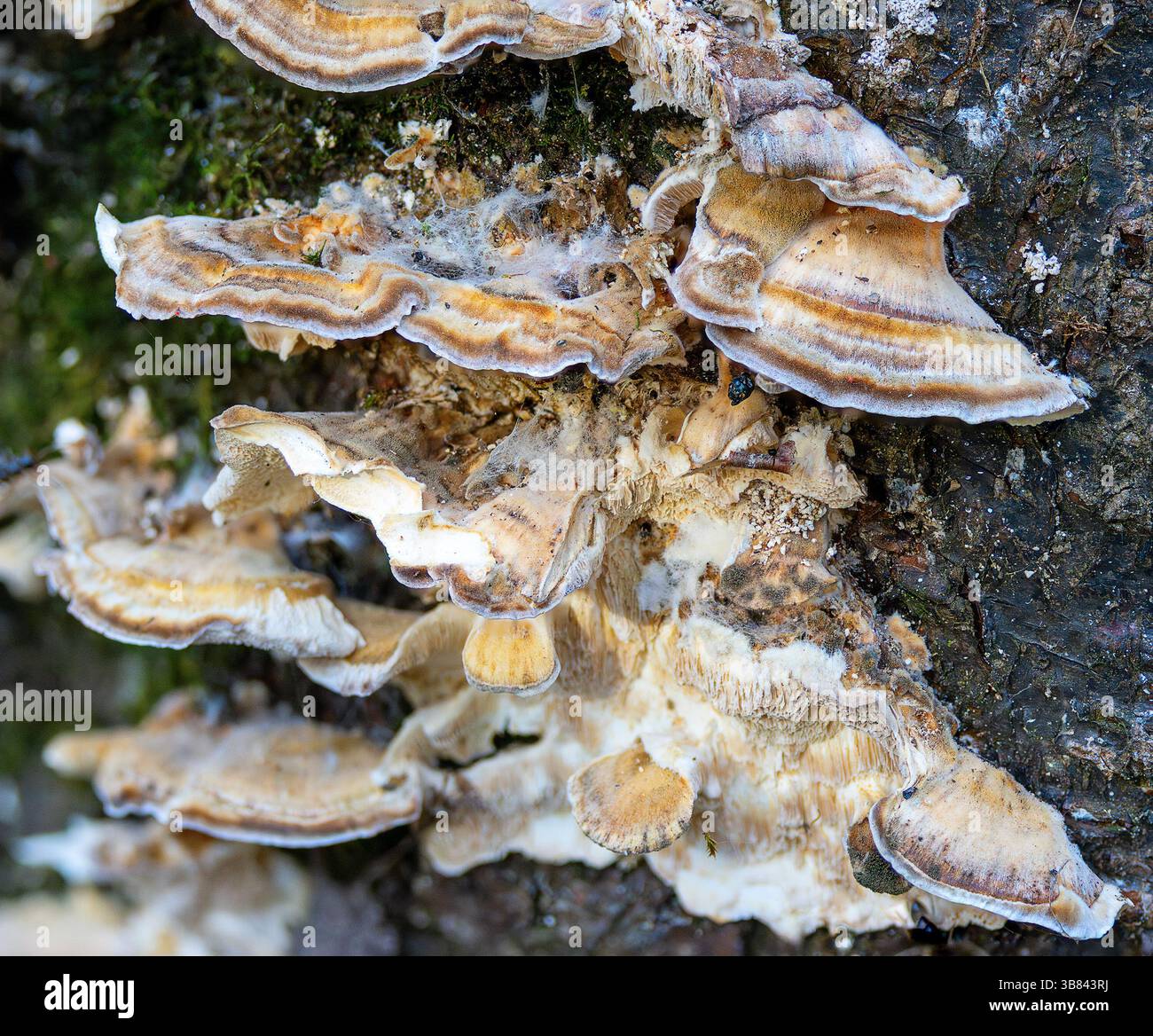 turkey tail growing in natural habitat (Trametes versicolor), a highly ...