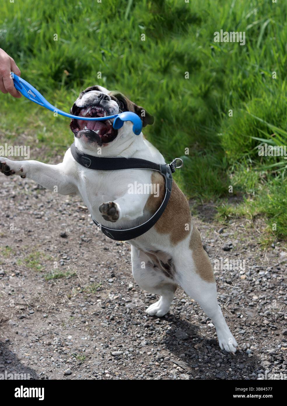 English bulldog playing ball in hi-res stock photography and images - Alamy