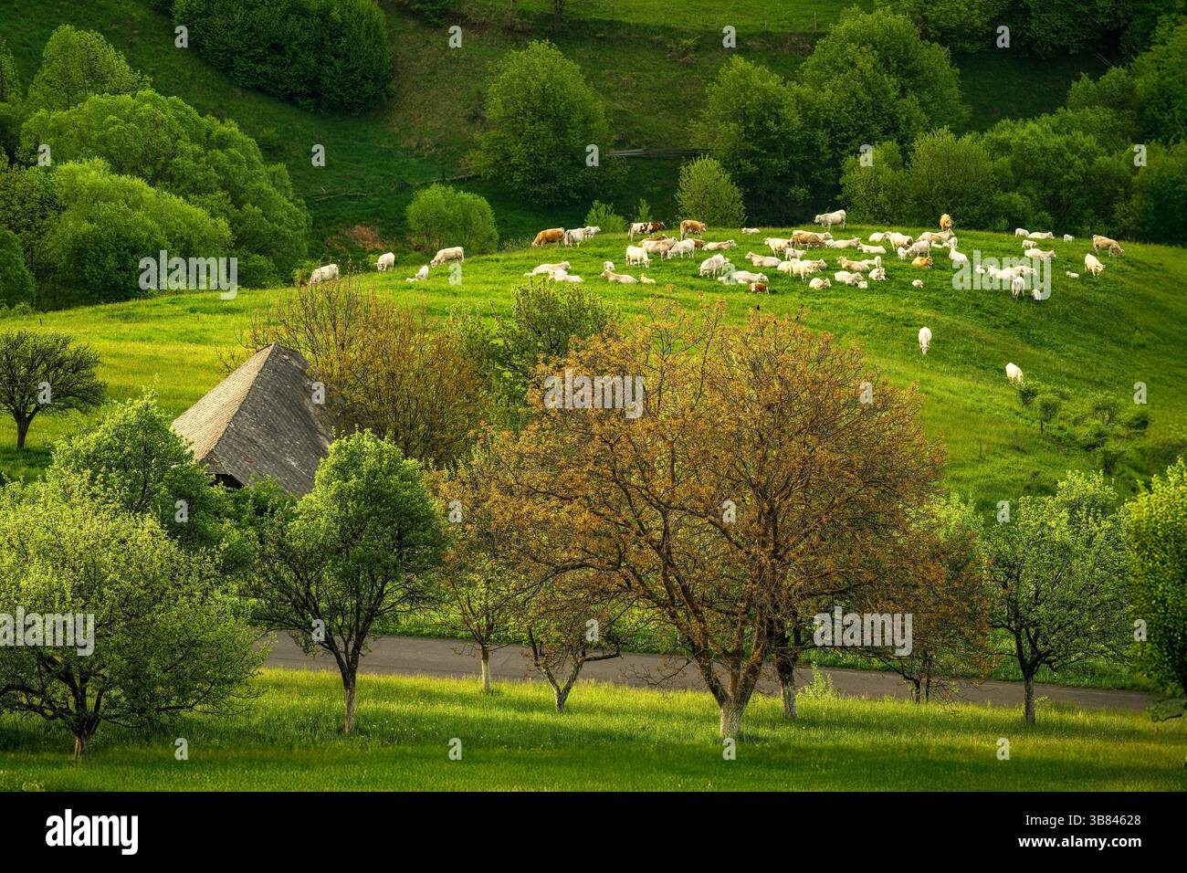 Herd of cows, Scenic Landscape view in Slovak Ore Mountains region near ...